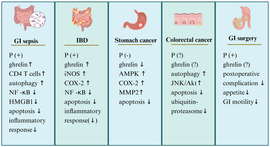 Ghrelin in Focus: Dissecting Its Critical Roles in Gastrointestinal ...