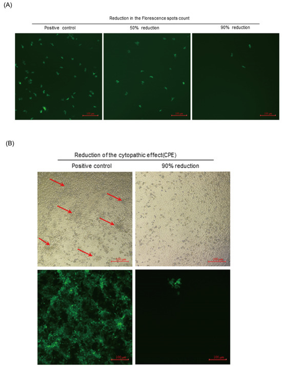 An Expeditious Neutralization Assay for Porcine Reproductive and ...