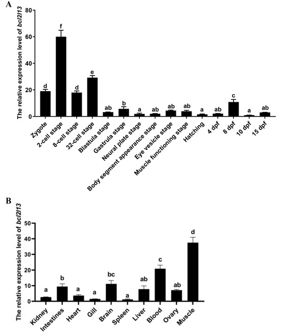 Molecular Characterization and Expression Changes of the bcl2l13 Gene ...