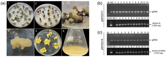 Production of Mature Recombinant Human Activin A in Transgenic Rice ...
