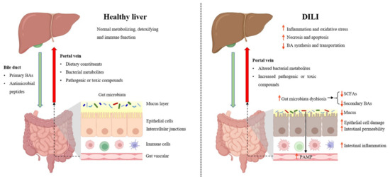 Gut–Liver Axis as a Therapeutic Target for Drug-Induced Liver Injury