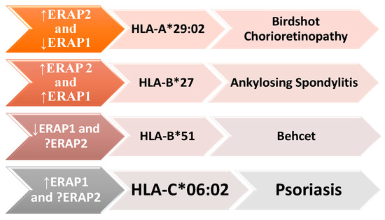 The Role of Aminopeptidase ERAP1 in Human Pathology—A Review
