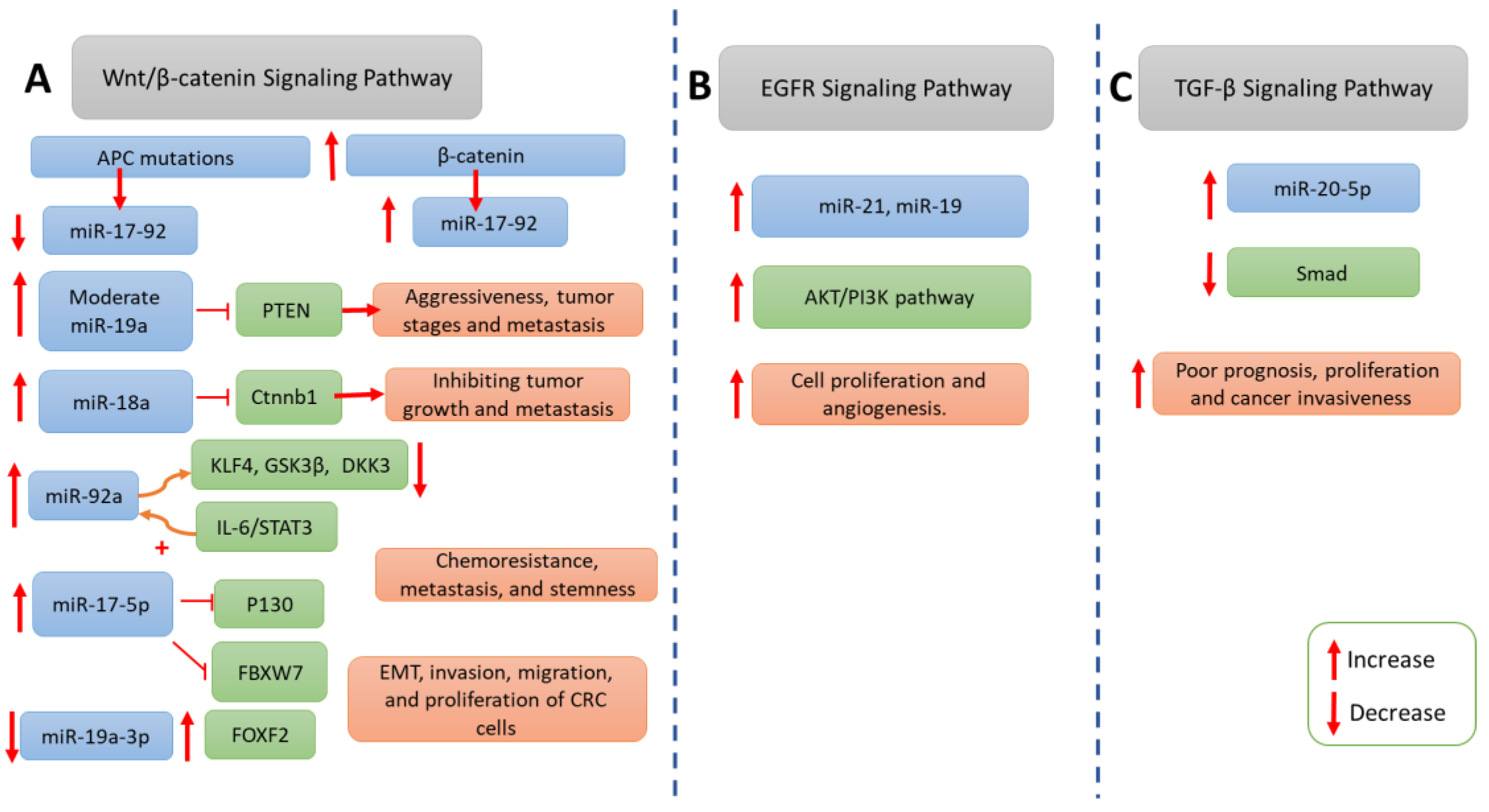 Cimb Free Full Text Unraveling The Multifaceted Role Of The Mir 17 92 Cluster In Colorectal
