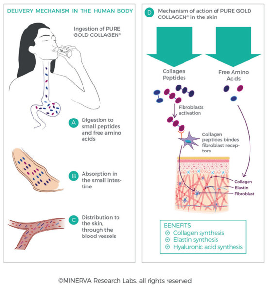 Use of Collagen in Cosmetic Products