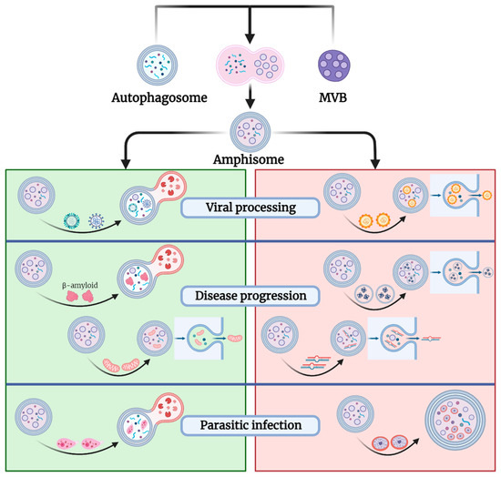 Autophagy-Dependent Secretion: Crosstalk between Autophagy and Exosome ...