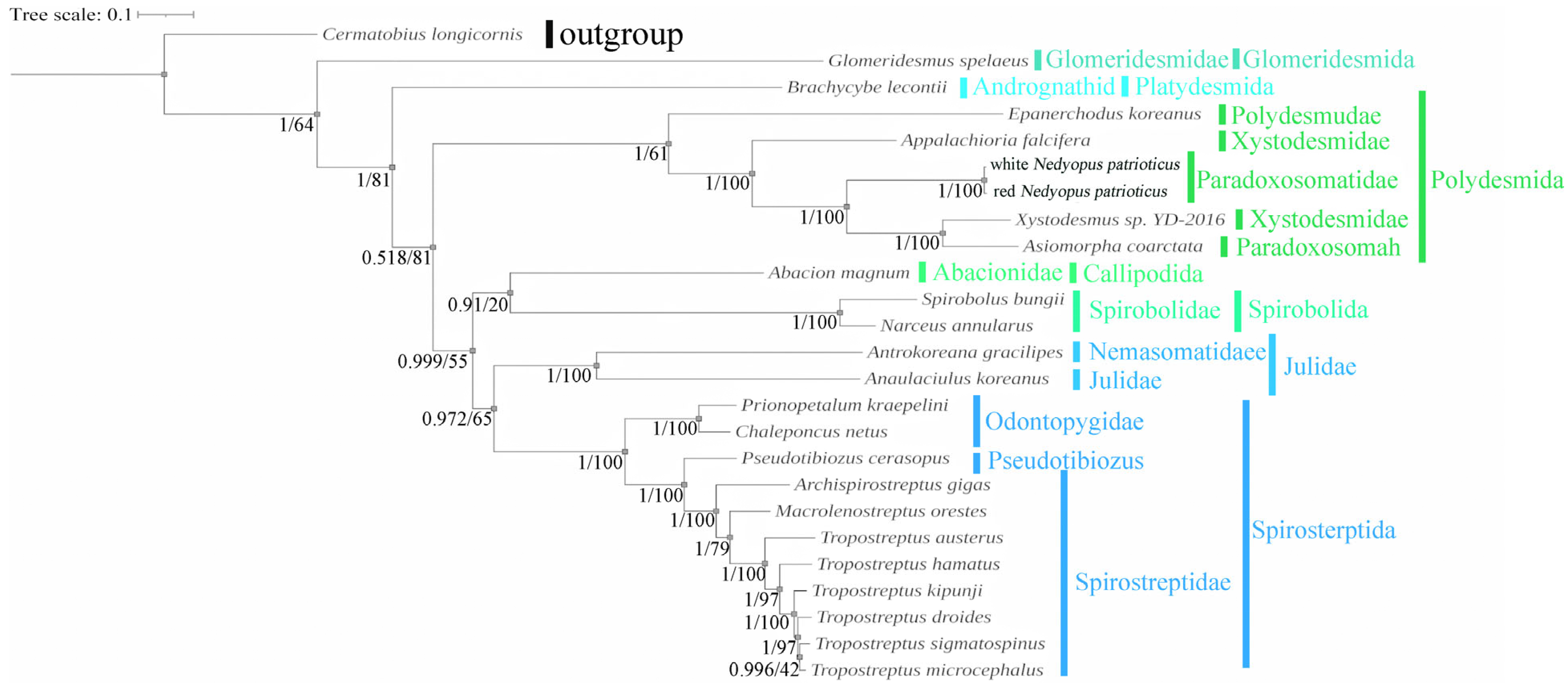 Complete Mitochondrial Genomes of Nedyopus patrioticus: New Insights ...