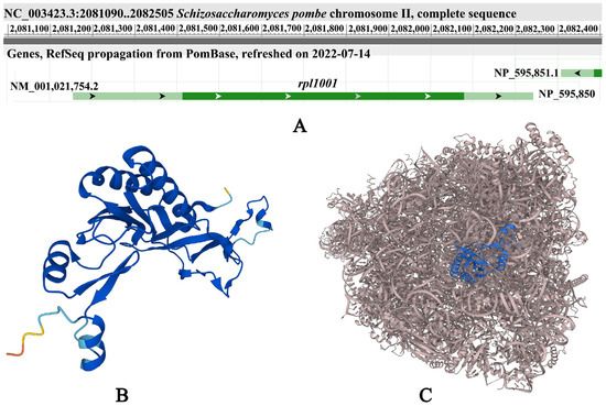 Effects of rpl1001 Gene Deletion on Cell Division of Fission Yeast and ...