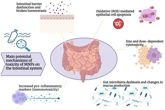 Micro(nano)plastics and Their Potential Impact on Human Gut Health: A Narrative Review