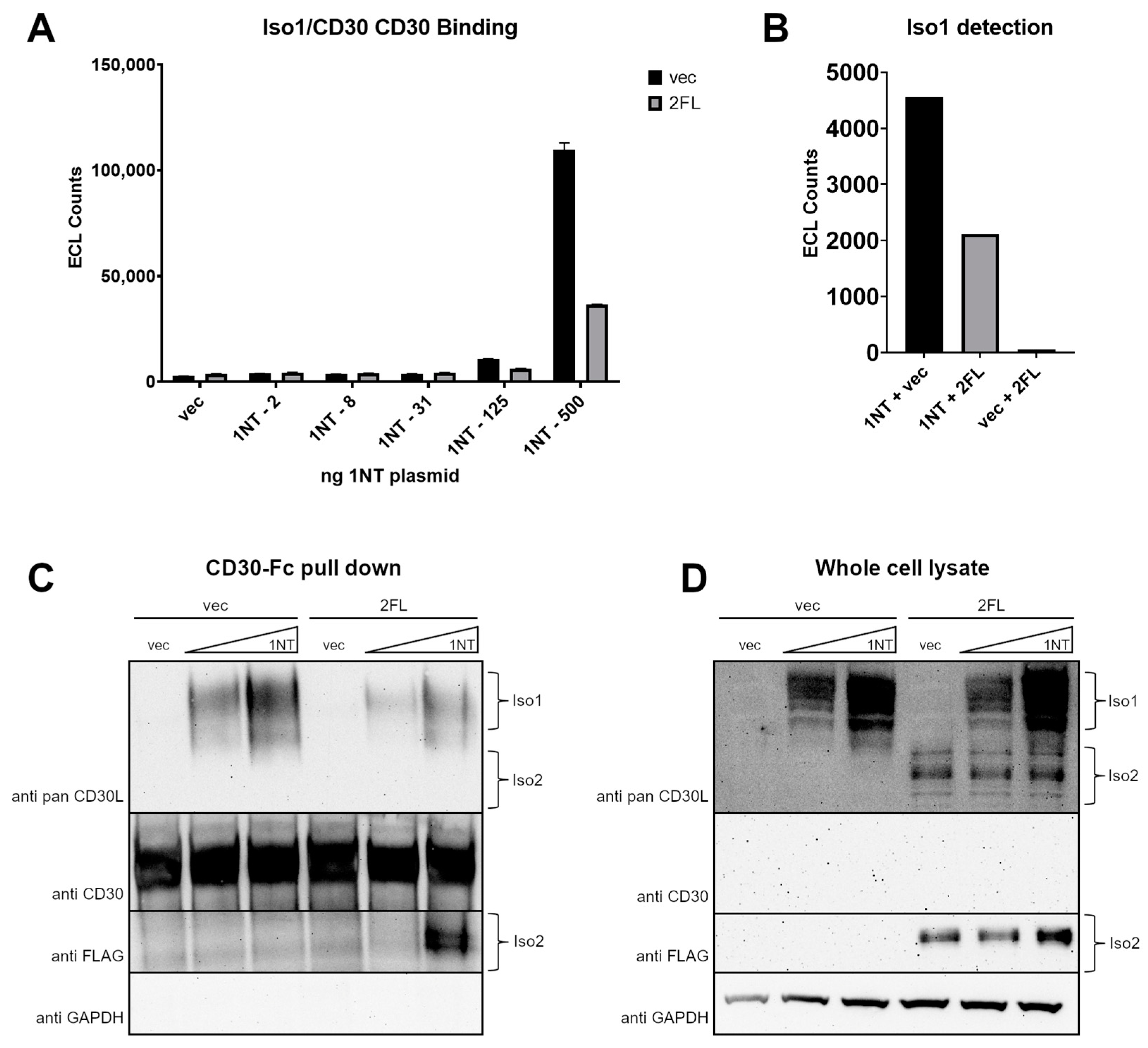 The Opposite Functions of CD30 Ligand Isoforms