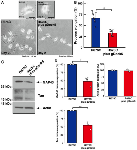 Autism Spectrum Disorder- and/or Intellectual Disability-Associated ...