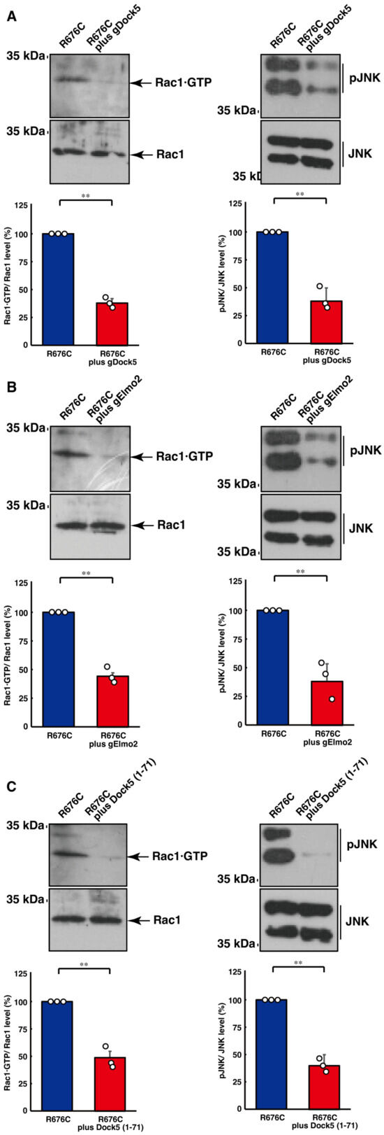 Autism Spectrum Disorder- and/or Intellectual Disability-Associated ...