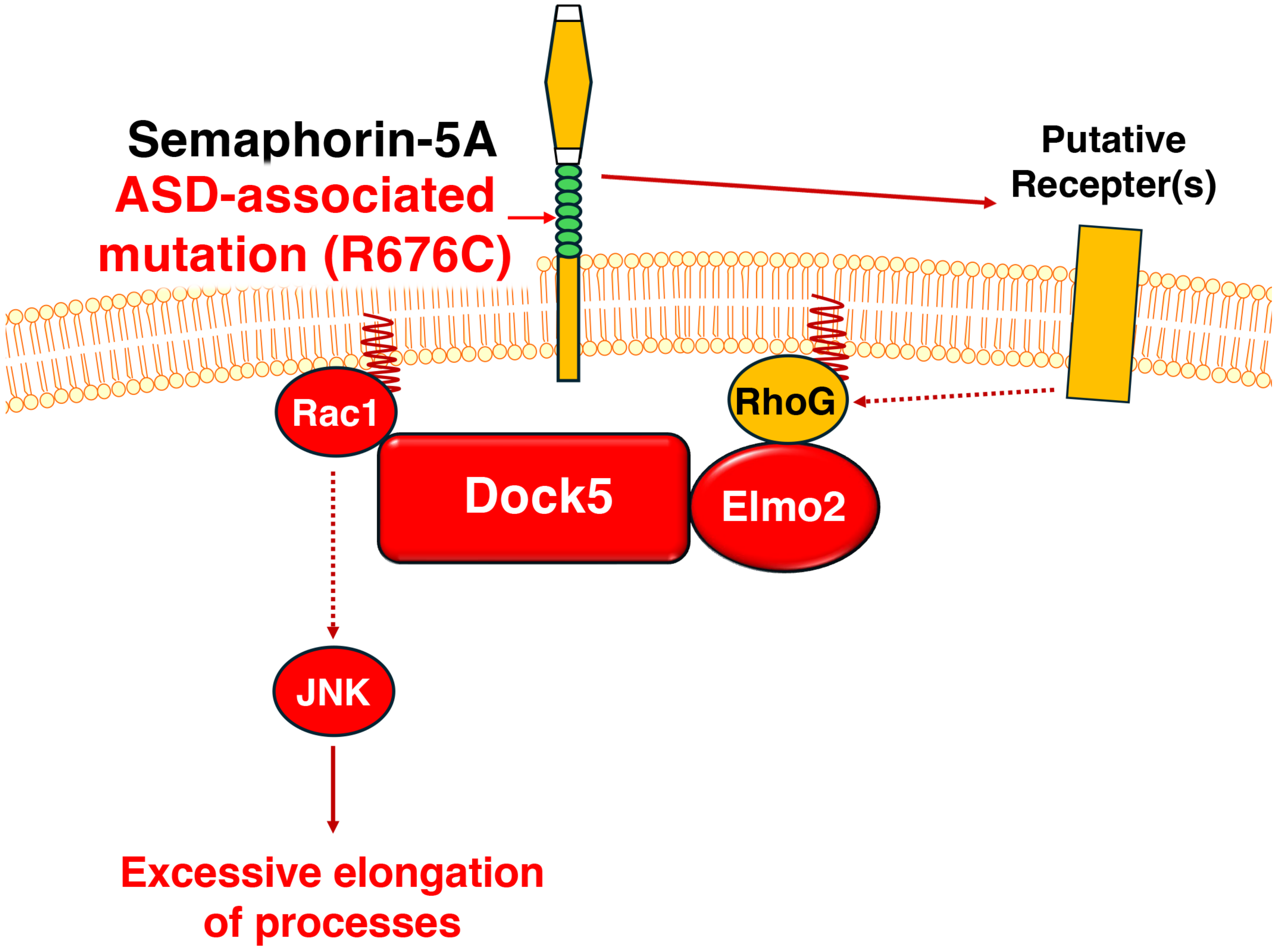 Autism Spectrum Disorder- and/or Intellectual Disability-Associated Semaphorin-5A Exploits the ...