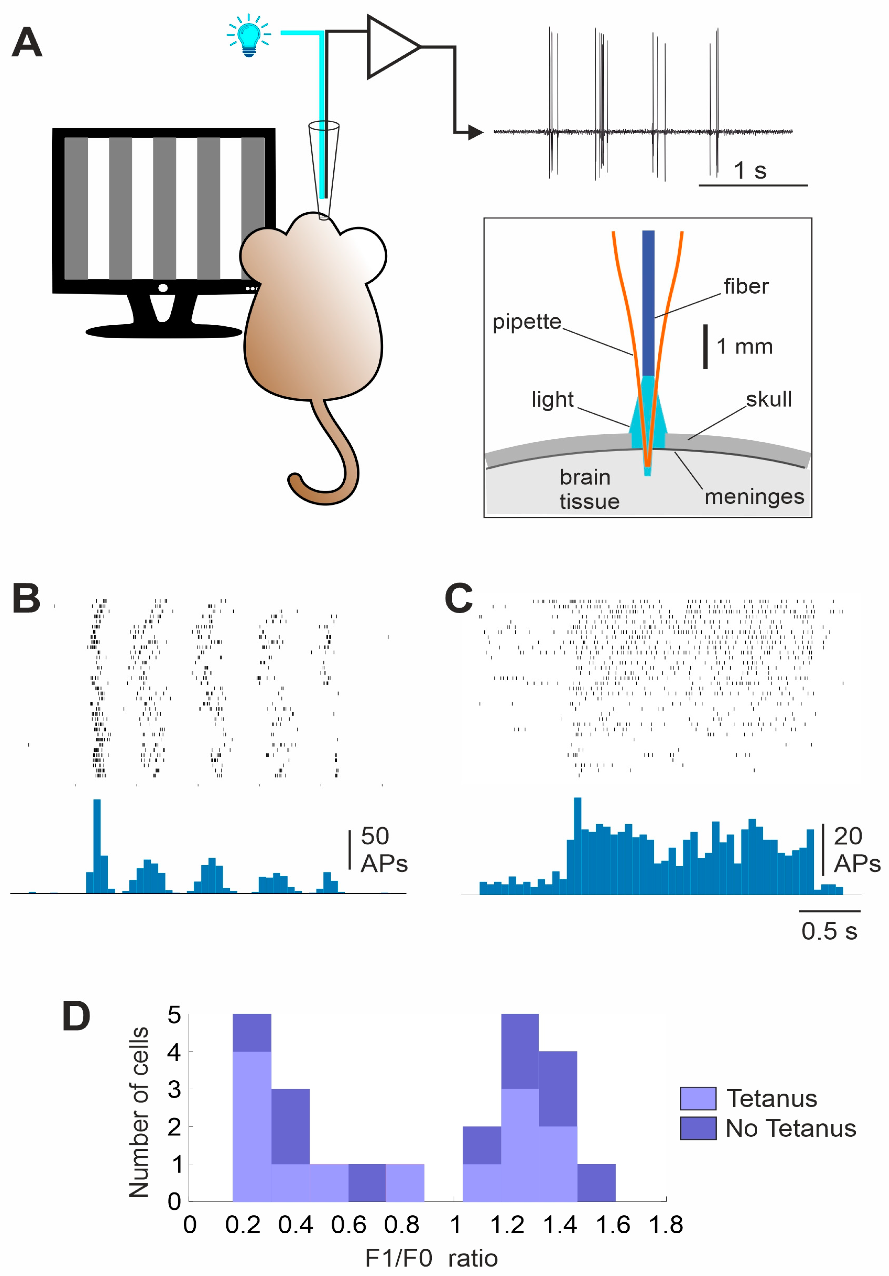 Plasticity of Response Properties of Mouse Visual Cortex Neurons Induced by Optogenetic ...