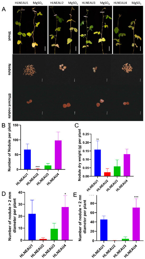 Isolation and Identification of Salinity-Tolerant Rhizobia and ...