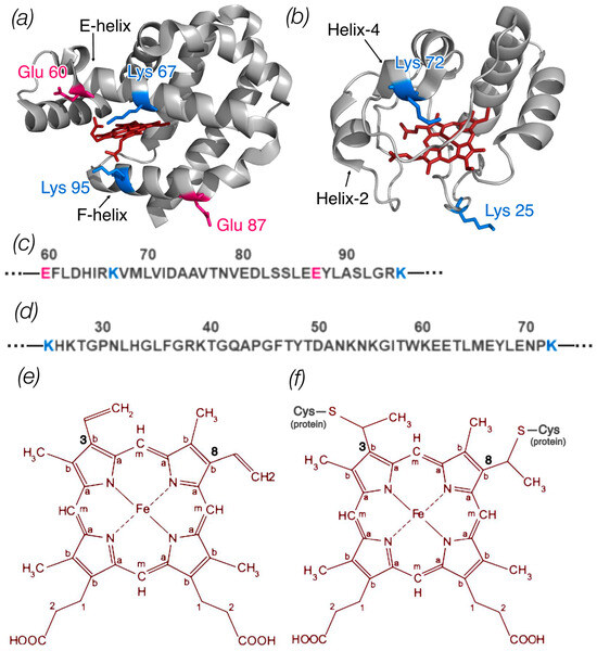 Charged Amino Acid Substitutions Affect Conformation of Neuroglobin and ...