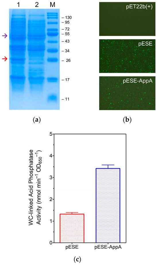 Surface Engineering of Escherichia coli to Display Its Phytase (AppA ...