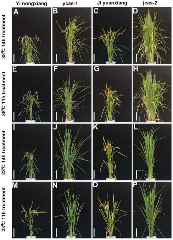 Enhancing Yield and Improving Grain Quality in Japonica Rice: Targeted ...