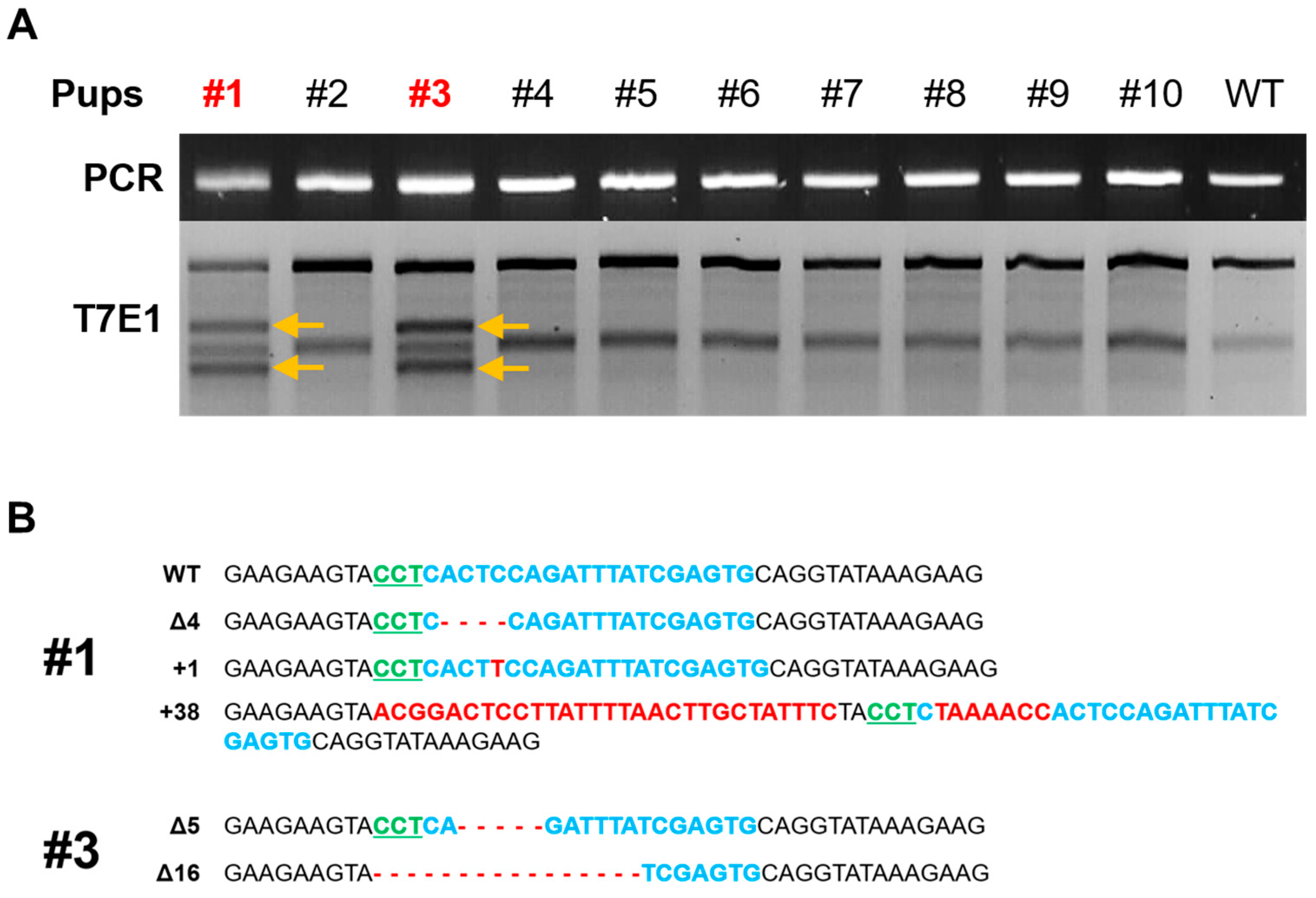 Optimizing Embryo Collection for Application of CRISPR/Cas9 System and ...
