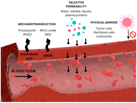 Insights into the Molecular Mechanism of Endothelial Glycocalyx ...