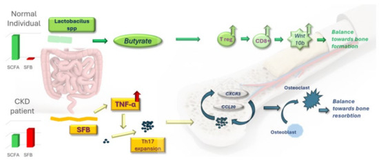 The Molecular Mechanisms Underlying the Systemic Effects Mediated by ...