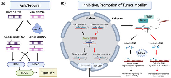 ADAR Family Proteins: A Structural Review