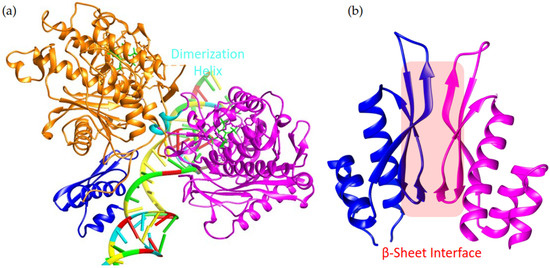 ADAR Family Proteins: A Structural Review