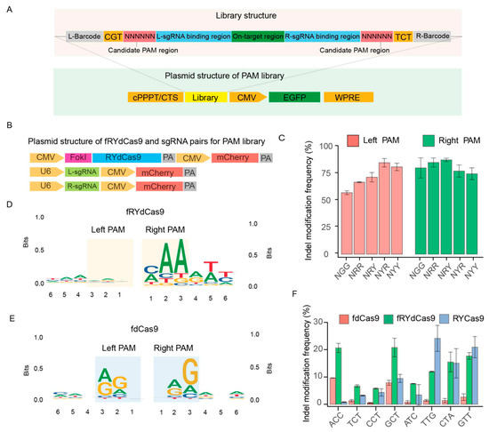 FokI-RYdCas9 Mediates Nearly PAM-Less and High-Precise Gene Editing in ...