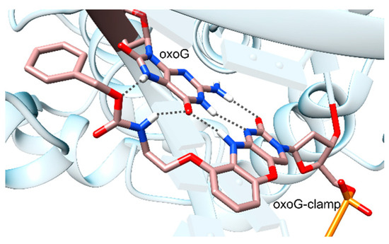 Structural and Dynamic Features of the Recognition of 8-oxoguanosine ...