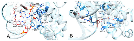Structural and Dynamic Features of the Recognition of 8-oxoguanosine ...