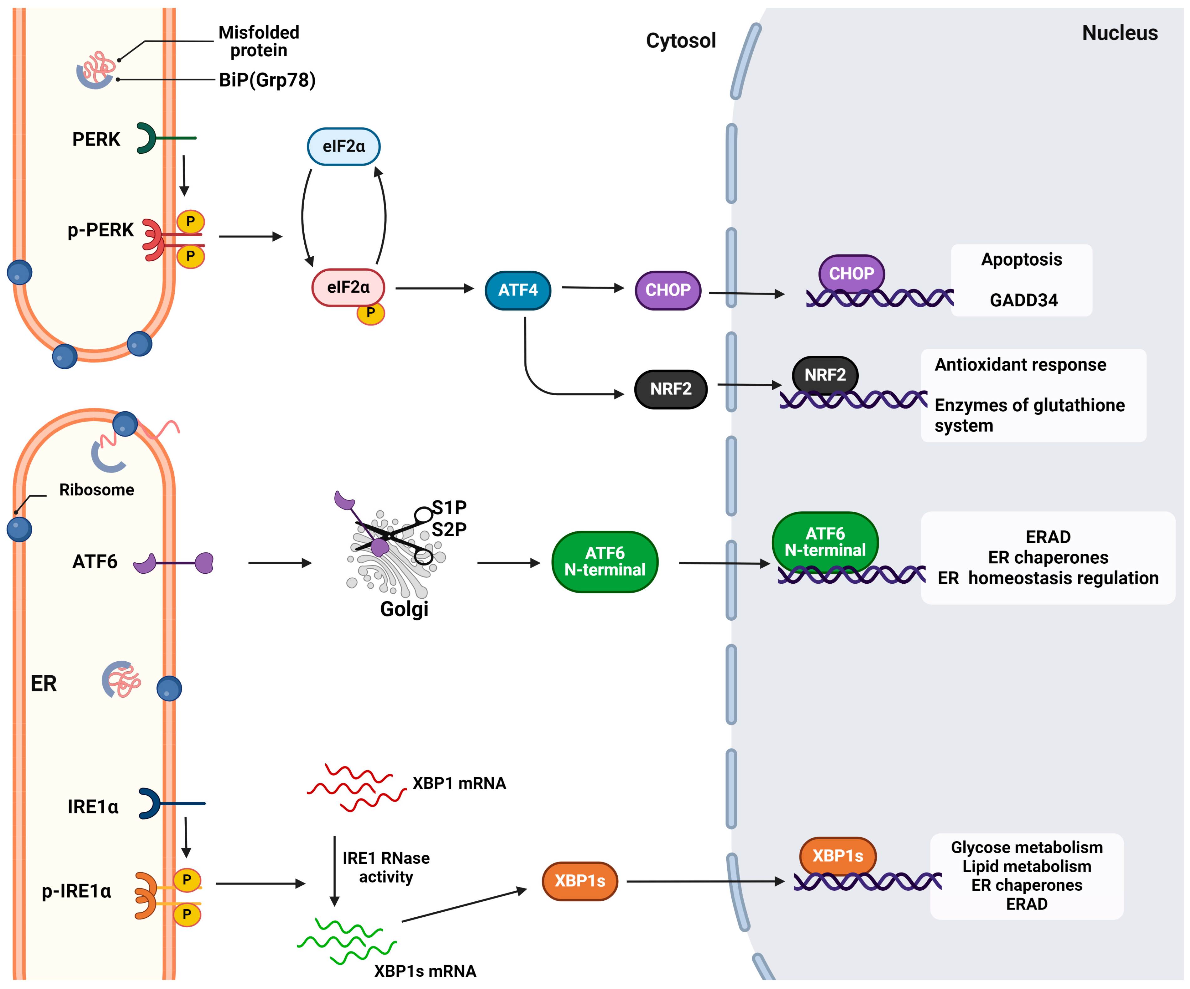 Insights into the Activation of Unfolded Protein Response Mechanism ...