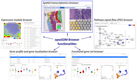 CIMB | Free Full-Text | A Spatial Transcriptomics Browser for ...