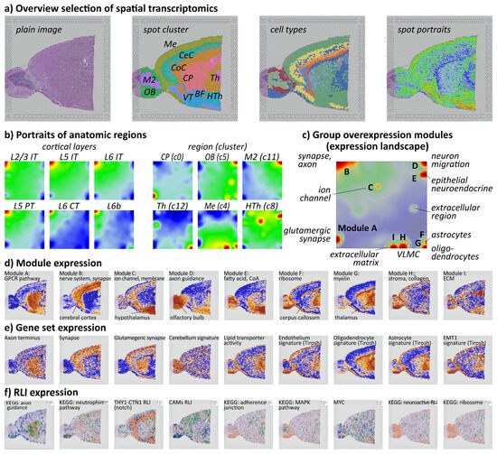 CIMB | Free Full-Text | A Spatial Transcriptomics Browser for Discovering Gene Expression ...