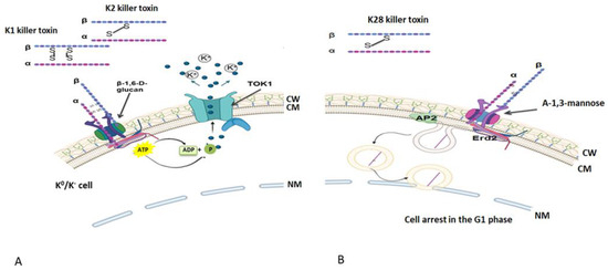 Molecular Basis of Yeasts Antimicrobial Activity—Developing Innovative ...