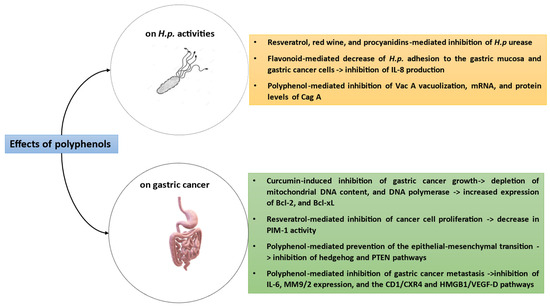 Current Knowledge about Gastric Microbiota with Special Emphasis on ...