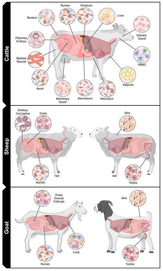 Single-Cell Sequencing Technology in Ruminant Livestock: Challenges and ...