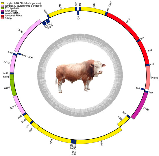 CIMB | Free Full-Text | Complete Mitogenome of “Pumpo” (Bos taurus), a ...