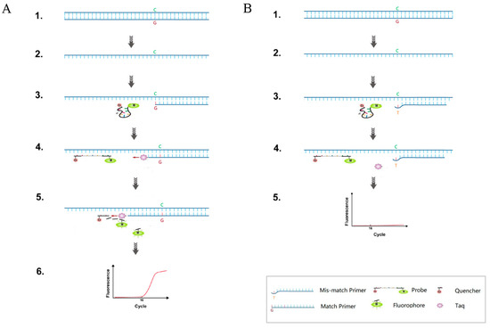 Application of the TaqMan ARMS-PCR Approach for Genotyping Drug-Induced ...