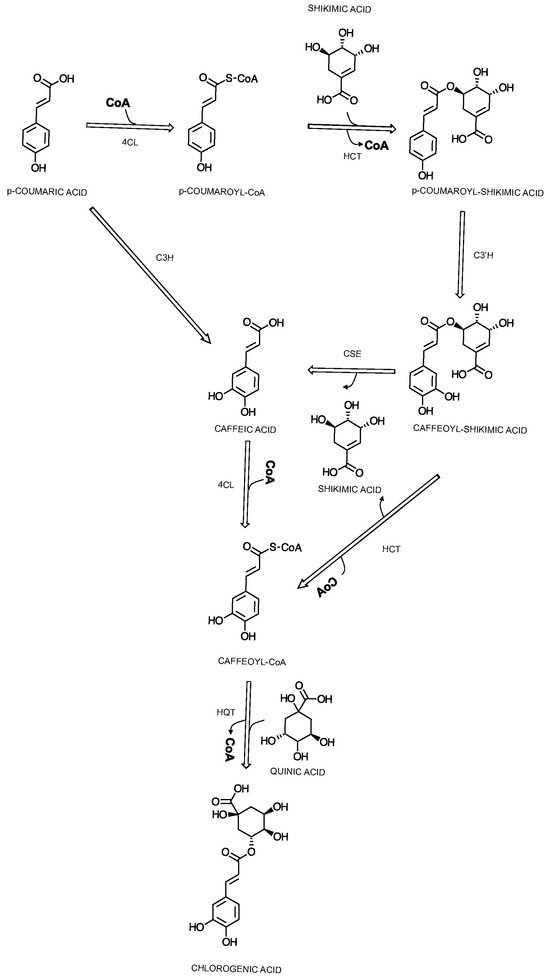 A Comprehensive View on the Impact of Chlorogenic Acids on Colorectal ...