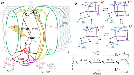 The Effect of Removal of External Proteins PsbO, PsbP and PsbQ on Flash ...