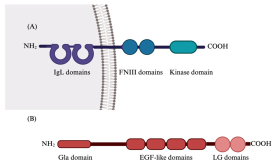 CIMB | Free Full-Text | Could Gas6/TAM Axis Provide Valuable Insights ...