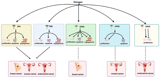 The Role of Estrogen across Multiple Disease Mechanisms