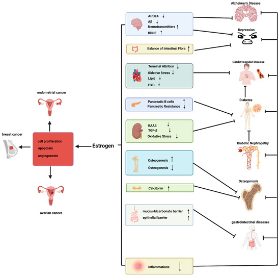 The Role of Estrogen across Multiple Disease Mechanisms
