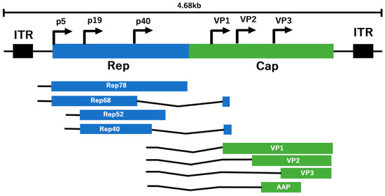 Therapeutic Application and Structural Features of Adeno-Associated ...