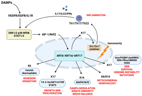 Keratins 6, 16, and 17 in Health and Disease: A Summary of Recent Findings
