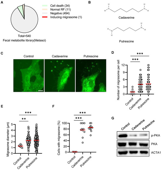 TAAR8 Mediates Increased Migrasome Formation by Cadaverine in RPE Cells
