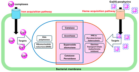 Antimicrobial Activity of Gallium(III) Compounds: Pathogen-Dependent ...