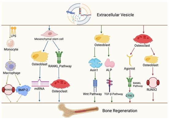 The Role of Extracellular Vesicles in Bone Regeneration and Associated ...
