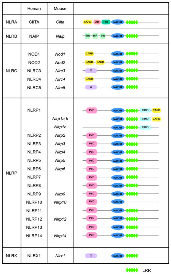 NOD1 and NOD2: Essential Monitoring Partners in the Innate Immune System