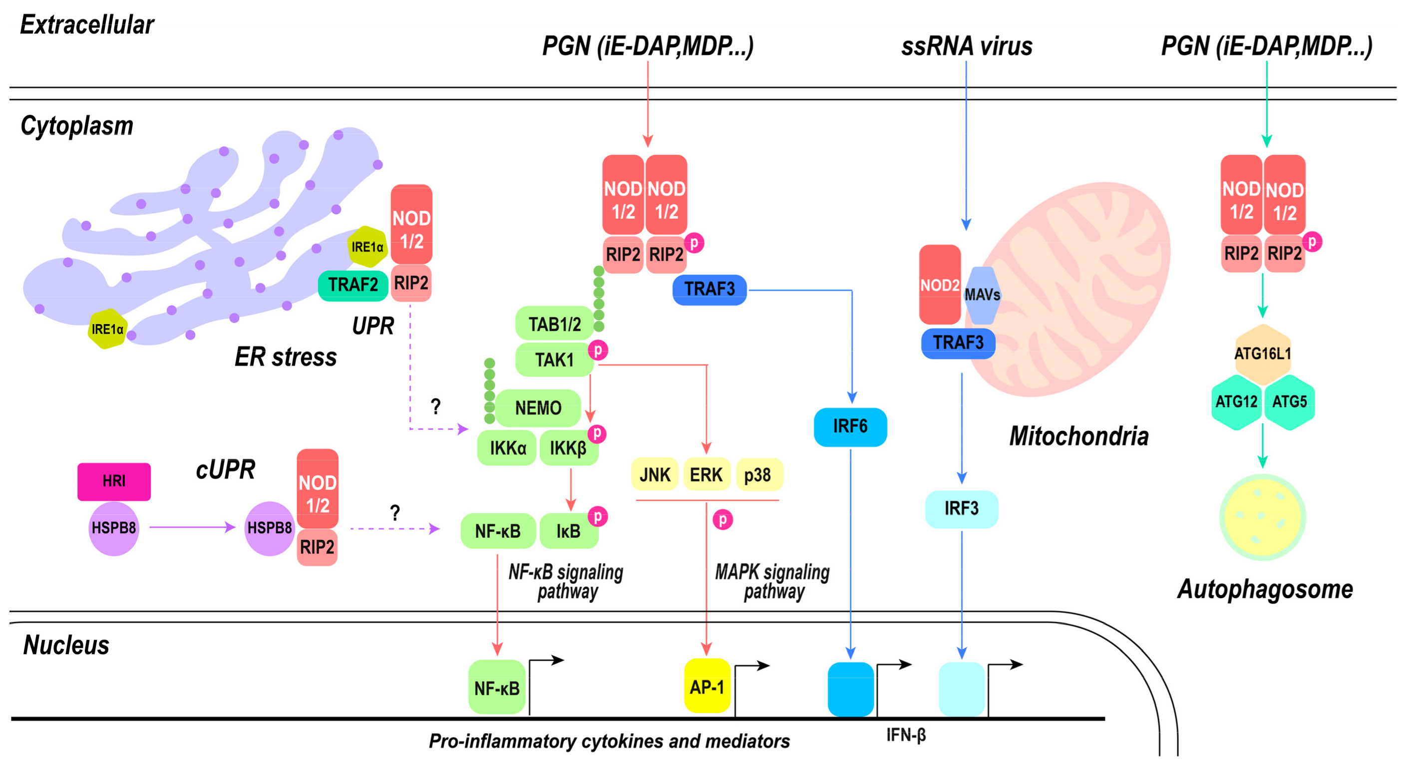 NOD1 and NOD2: Essential Monitoring Partners in the Innate Immune System