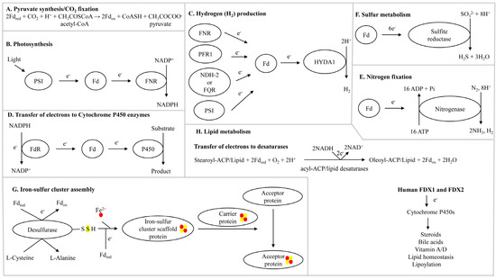 Ferredoxins: Functions, Evolution, Potential Applications, and ...